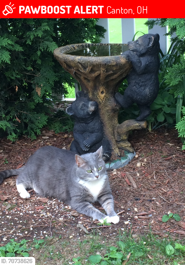 Canton, OH Lost Male Cat, Taz Is Missing | PawBoost