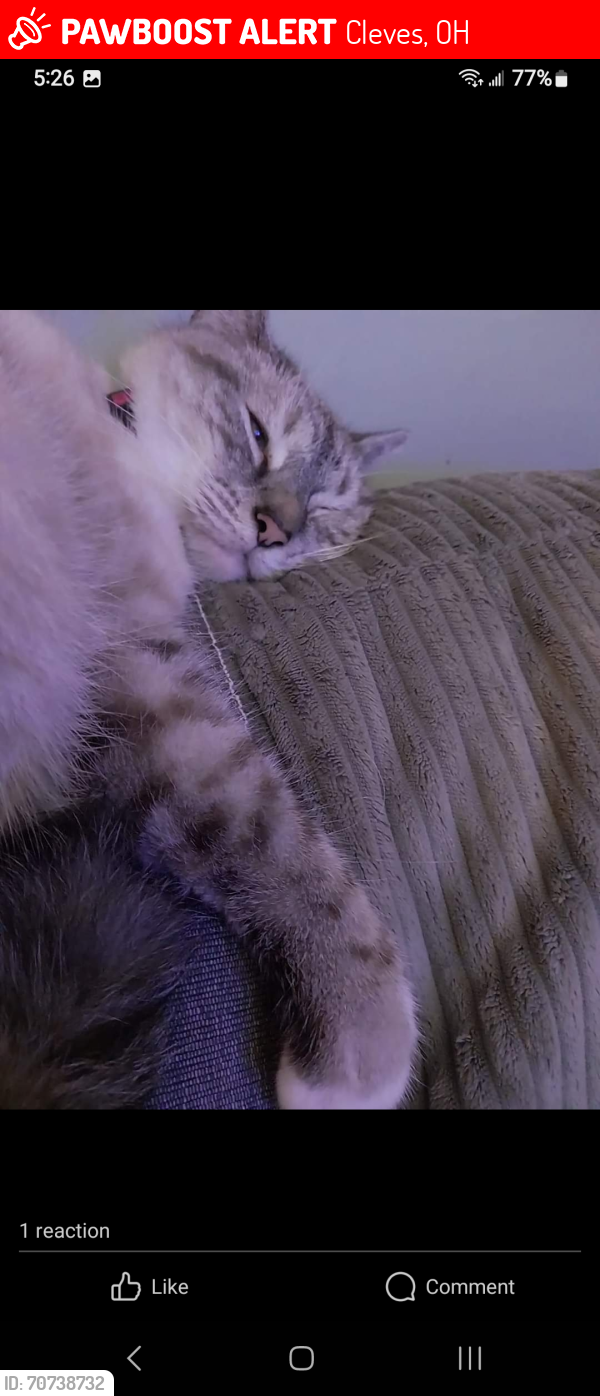 Cleves, OH Lost Female Cat, Kismet Is Missing | PawBoost