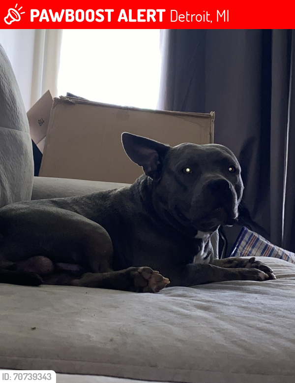 Detroit, MI Lost Male Dog, King Is Missing | PawBoost