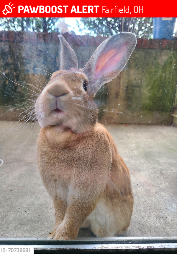 Fairfield, OH Lost Male Rabbit, Benito Is Missing | PawBoost