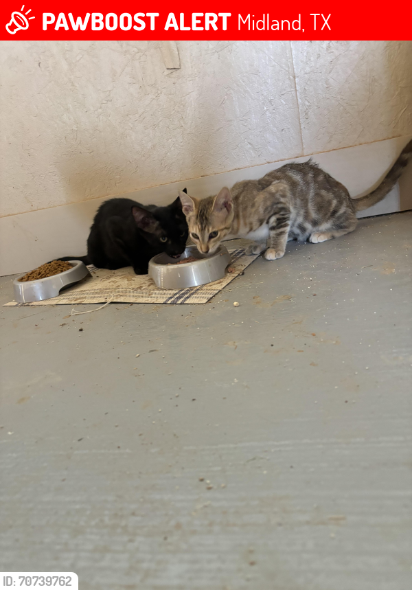 Midland, TX Lost Male Cat, Milo&milly Is Missing | PawBoost