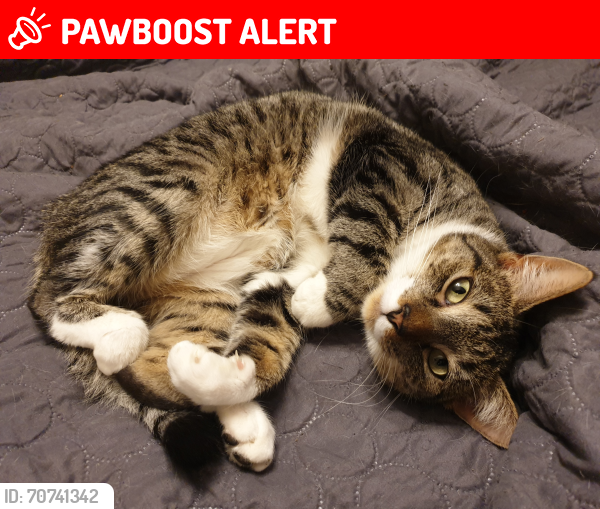 Burnham-on-Crouch, England Lost Male Cat, Harley Is Missing | PawBoost