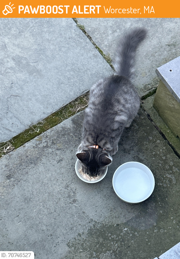 Worcester, MA Stray Female Cat Found Near Grafton Street near the ...