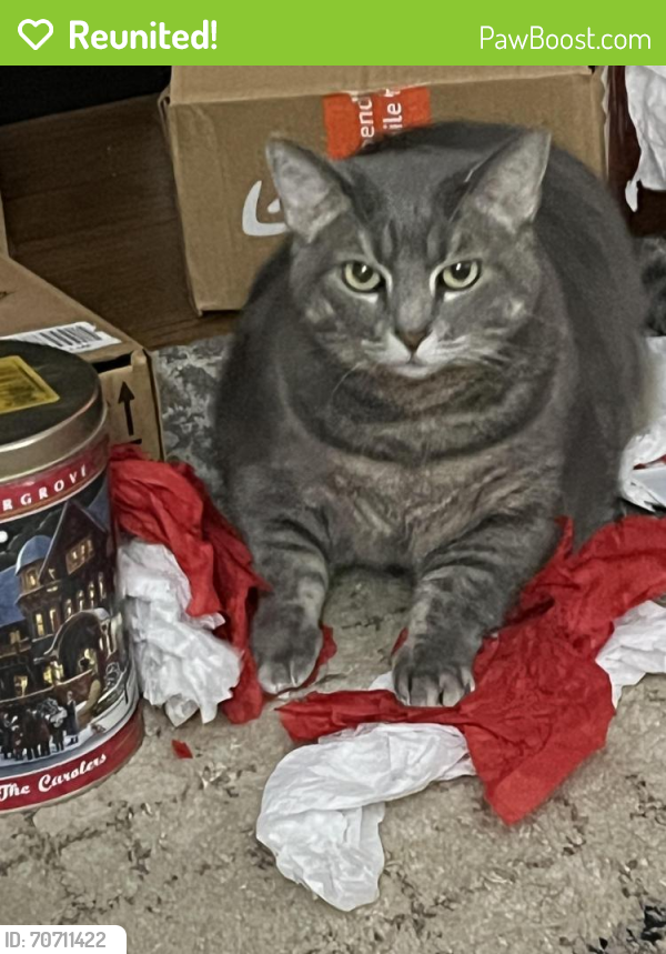 Reunited Female Cat in Dublin, OH 43016 (ID: 70711422) | PawBoost