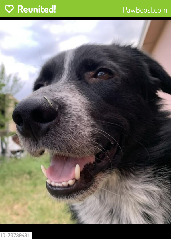 Reunited Male Dog in Albuquerque, NM 87123 (ID: 70739431) | PawBoost