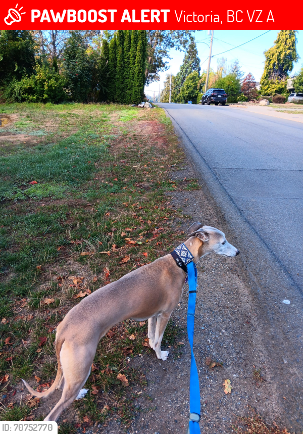 Victoria, BC Lost Male Dog, Judge Is Missing | PawBoost