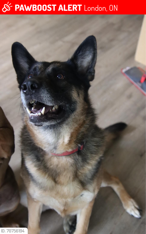 London, ON Lost Male Dog, Kain Is Missing | PawBoost