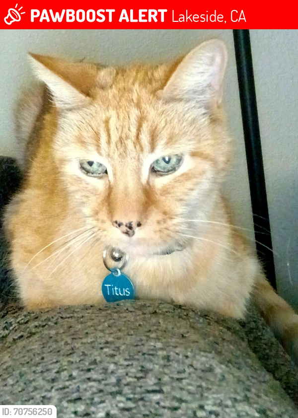 Lakeside, CA Lost Male Cat, Titus Is Missing | PawBoost