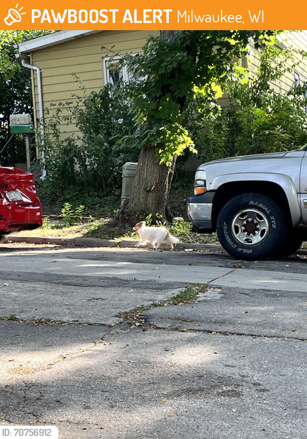 Milwaukee, WI Stray Dog Found Near Running around Burbank Elementary ...