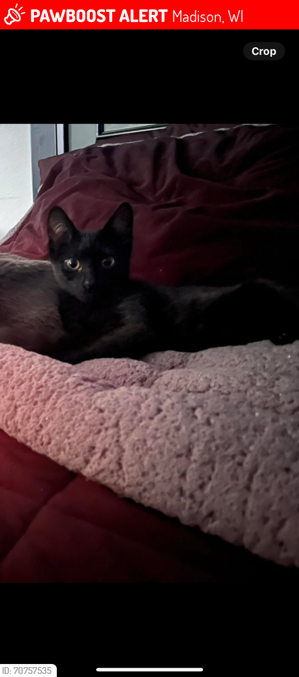 Madison, WI Lost Male Cat, Jasper Is Missing | PawBoost