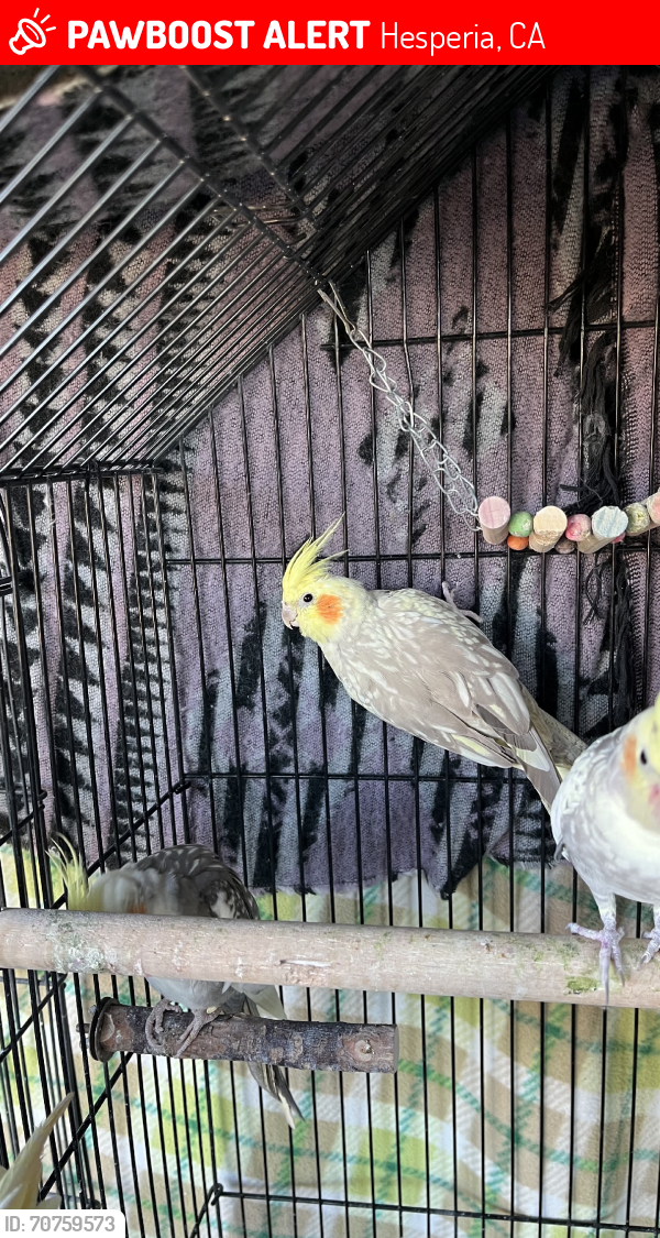 Hesperia, CA Lost Female Bird, scratchy Is Missing | PawBoost