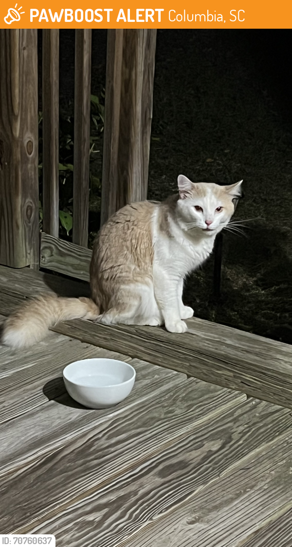 Columbia, SC Stray Cat Found Near N Trace Ct | PawBoost
