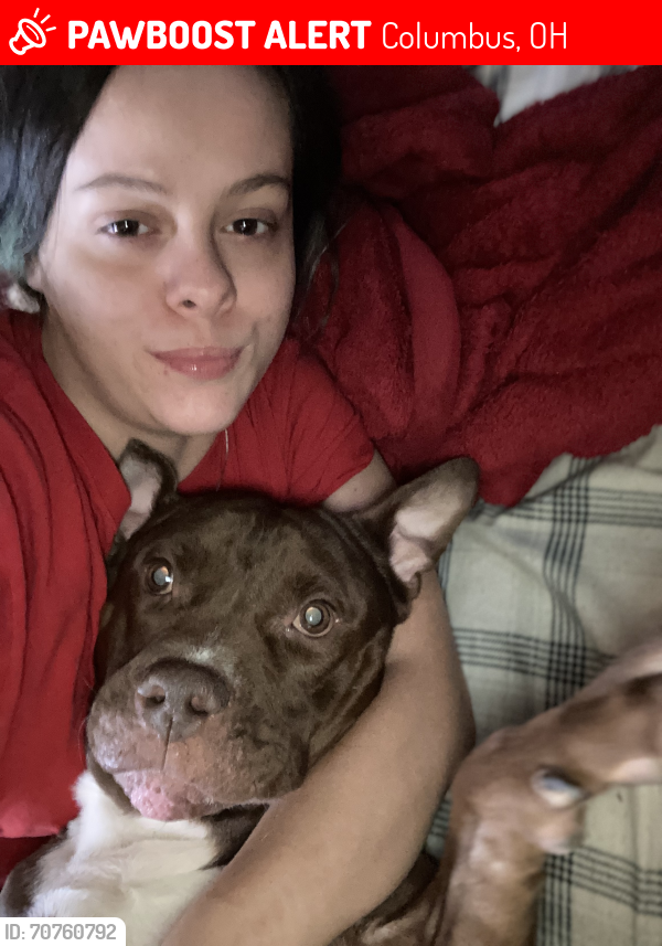 Columbus, OH Lost Male Dog, Ak Is Missing | PawBoost