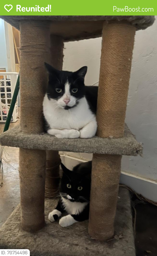 Reunited Female Cat in Clancy, MT 59634 (ID: 70754496) | PawBoost