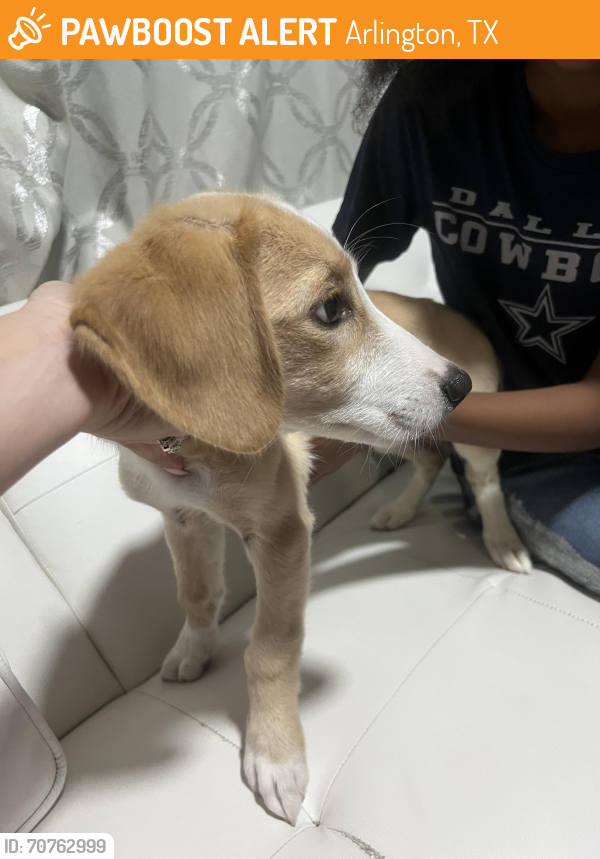 Arlington, TX Stray Male Dog Found Near Green oaks - Petra | PawBoost