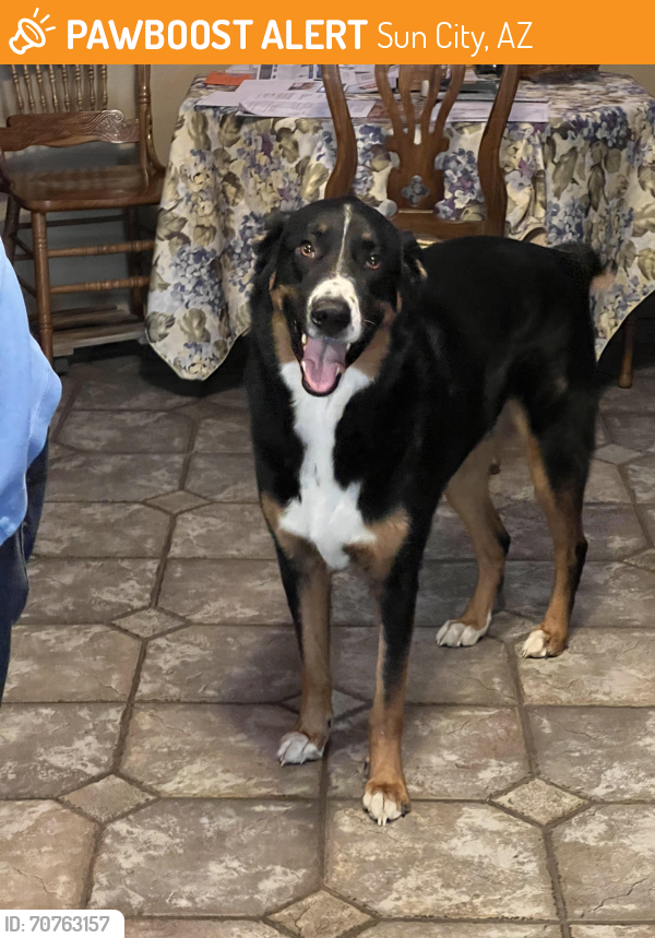 Sun City, AZ Stray Male Dog Found Near Thunderbird Boswell Blvd | PawBoost