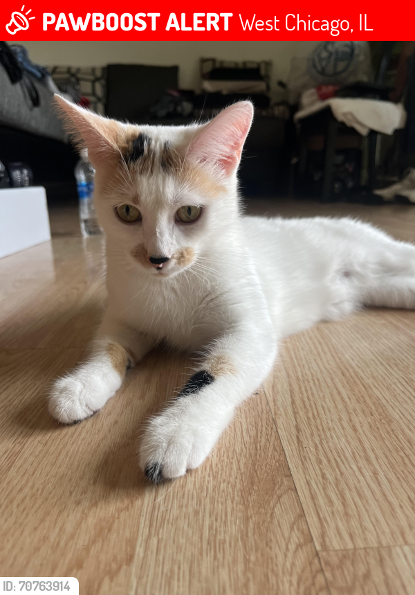 West Chicago, IL Lost Female Cat, Shiesty Is Missing | PawBoost