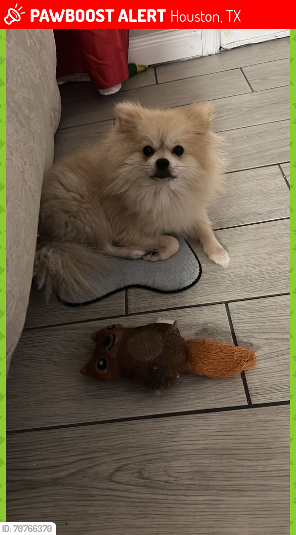 Houston, TX Lost Male Dog, Tedy Is Missing | PawBoost