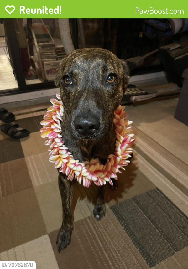 Reunited Female Dog in Honolulu, HI 96815 (ID: 70762870) | PawBoost
