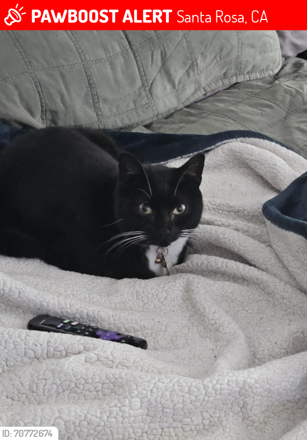 Santa Rosa, CA Lost Female Cat, Meeka Is Missing | PawBoost