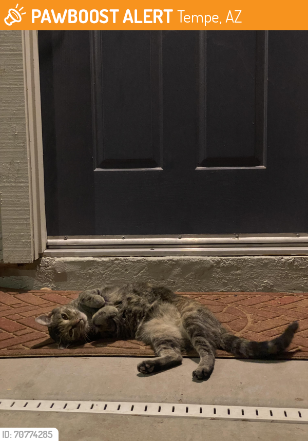 Tempe, AZ Stray Cat Found Near Villagio at Tempe | PawBoost