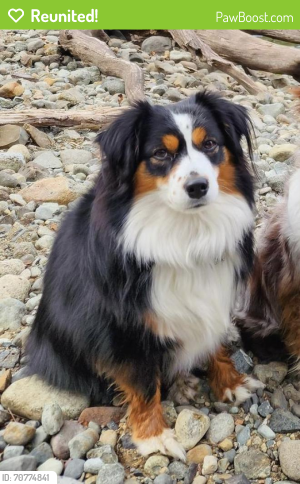 Reunited Male Dog in Tacoma, WA 98445 (ID: 70774841) | PawBoost