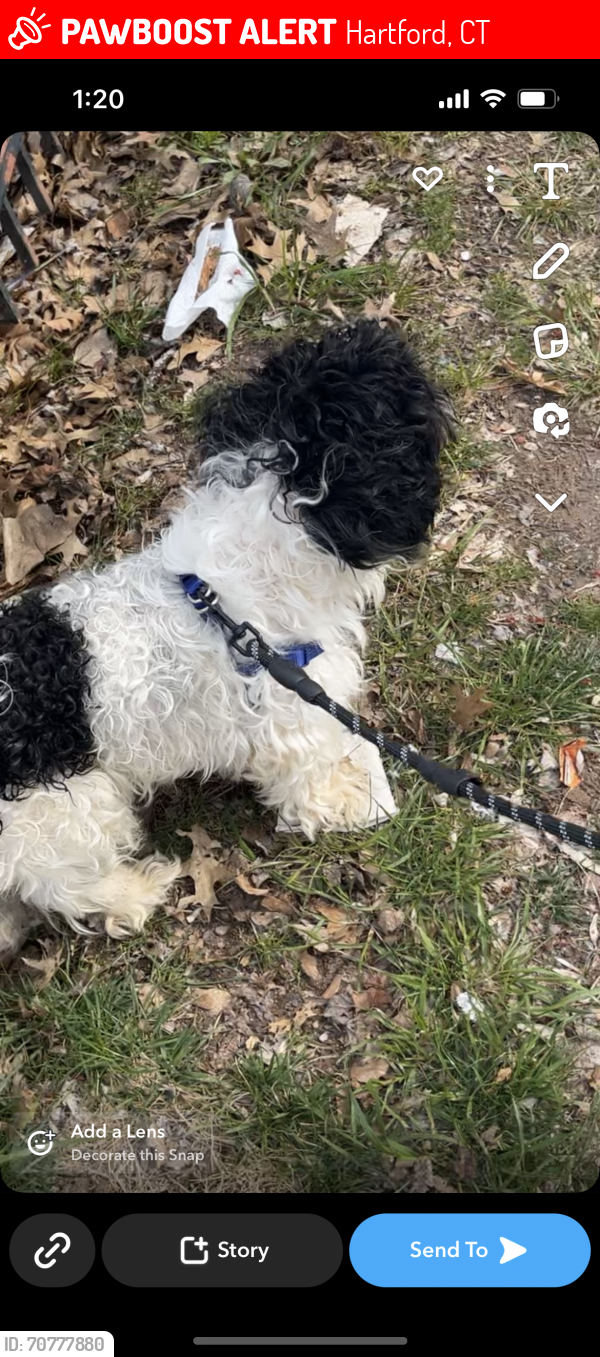 Hartford, CT Lost Male Dog, Max Is Missing | PawBoost