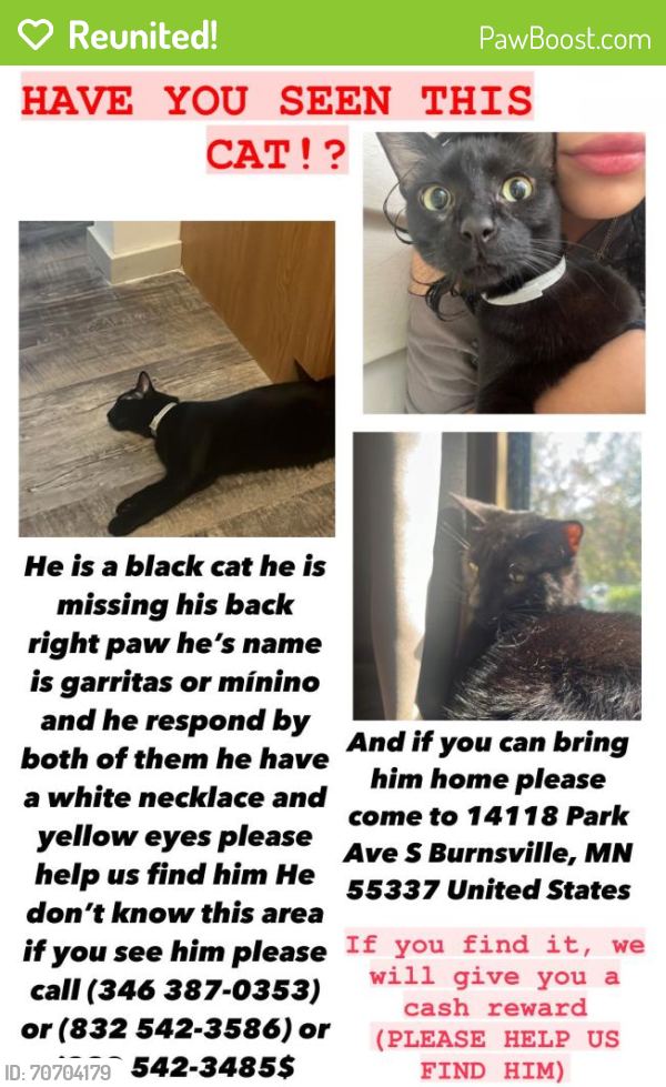 Reunited Male Cat in Burnsville, MN 55337 (ID: 70704179) | PawBoost
