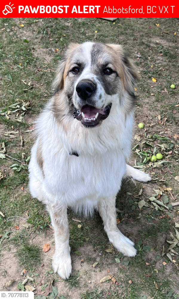 Abbotsford, BC Lost Male Dog, George Is Missing | PawBoost
