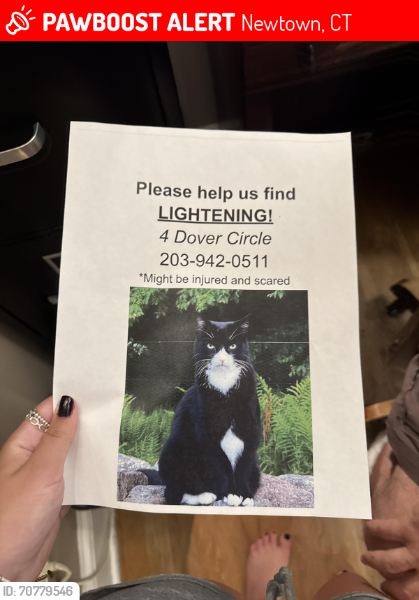 Newtown, CT Lost Male Cat, Lightening Is Missing | PawBoost