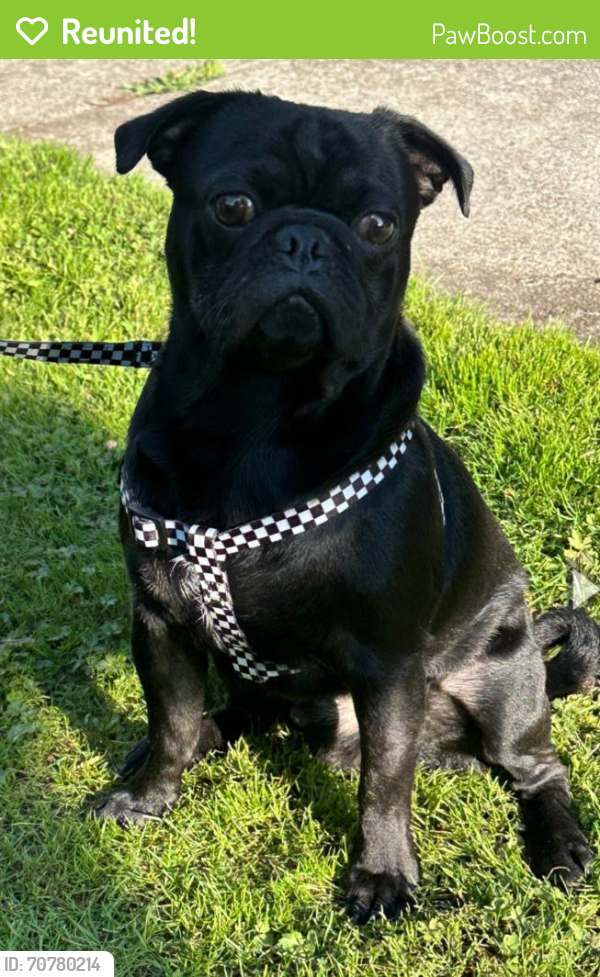 Reunited Male Dog in Lynnwood, WA 98087 (ID: 70780214) | PawBoost