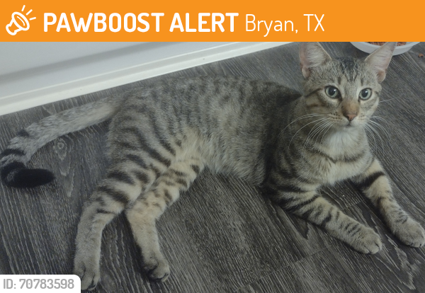 Bryan, TX Stray Male Cat Found Near Near Wildflower Dr, at/near ...