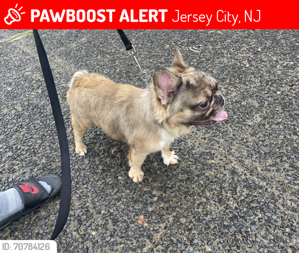 Jersey City, NJ Lost Male Dog, Chapo Is Missing | PawBoost