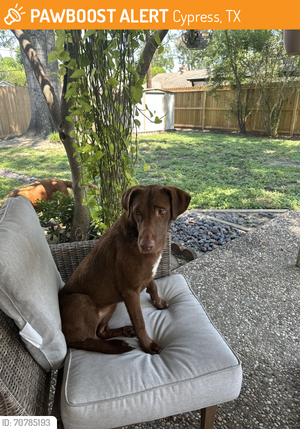 Cypress, TX Stray Female Dog Found Near Barker Cypress and 529 | PawBoost