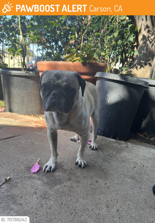 Carson, CA Stray Male Dog Found Near Moneta Ave, Carson CA | PawBoost