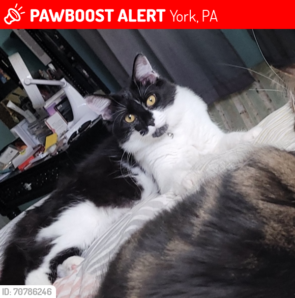 York, PA Lost Female Cat, Phoebe Is Missing | PawBoost