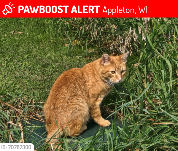 Appleton, WI Lost Female Cat, Tabby Is Missing | PawBoost