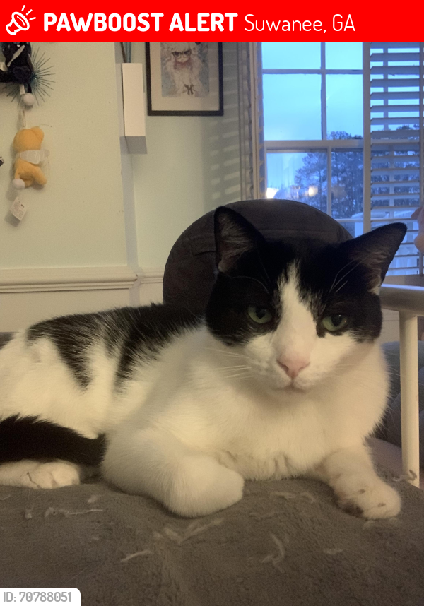 Suwanee, GA Lost Male Cat, Little Man Is Missing | PawBoost