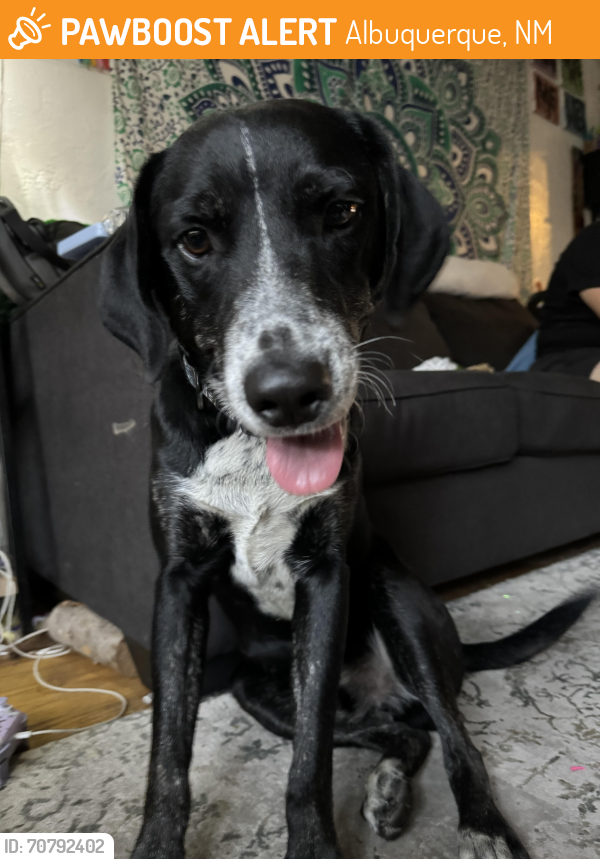 Albuquerque, NM Stray Male Dog Found Near Stripes Burrito Co. San Pedro ...