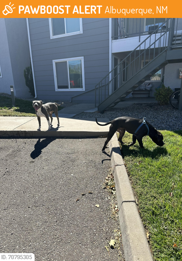 Albuquerque, NM Stray Male Dog Found Near Indian school and eastridge ...