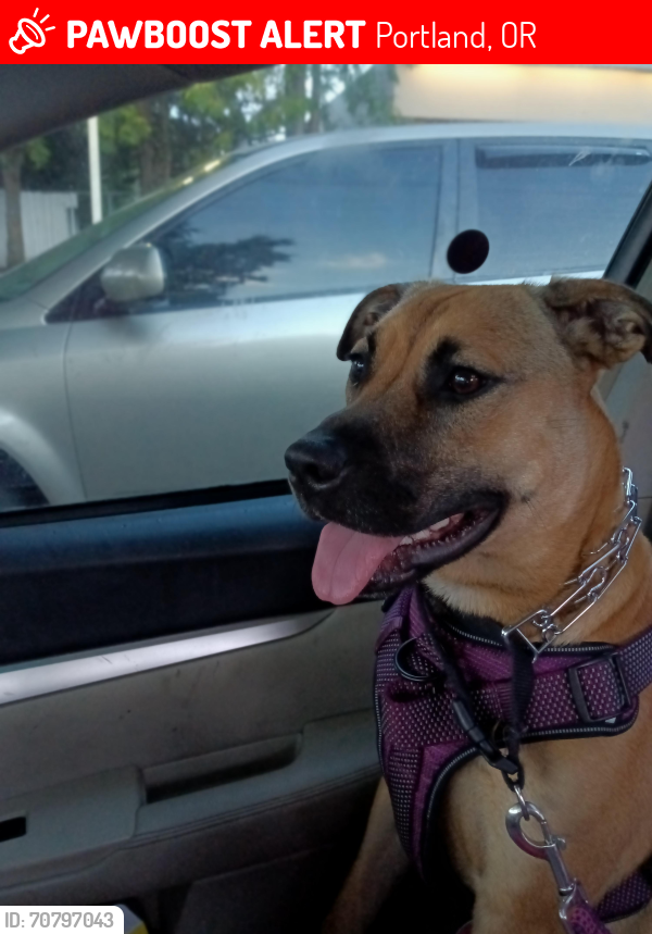 Portland, OR Lost Female Dog, Cali anne Is Missing | PawBoost