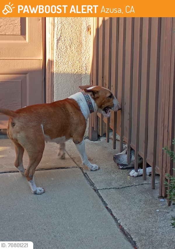 Azusa, CA Stray Dog Found Near N. Pasadena Ave. & Soldano. Last seen ...