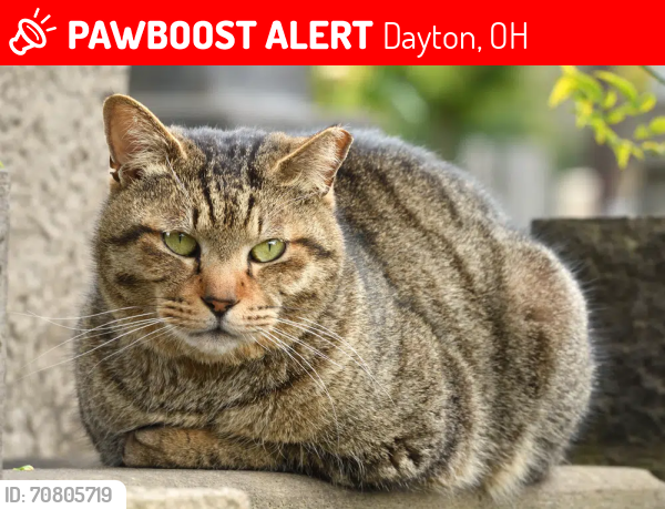 Dayton, OH Lost Male Cat, Sparky Is Missing | PawBoost