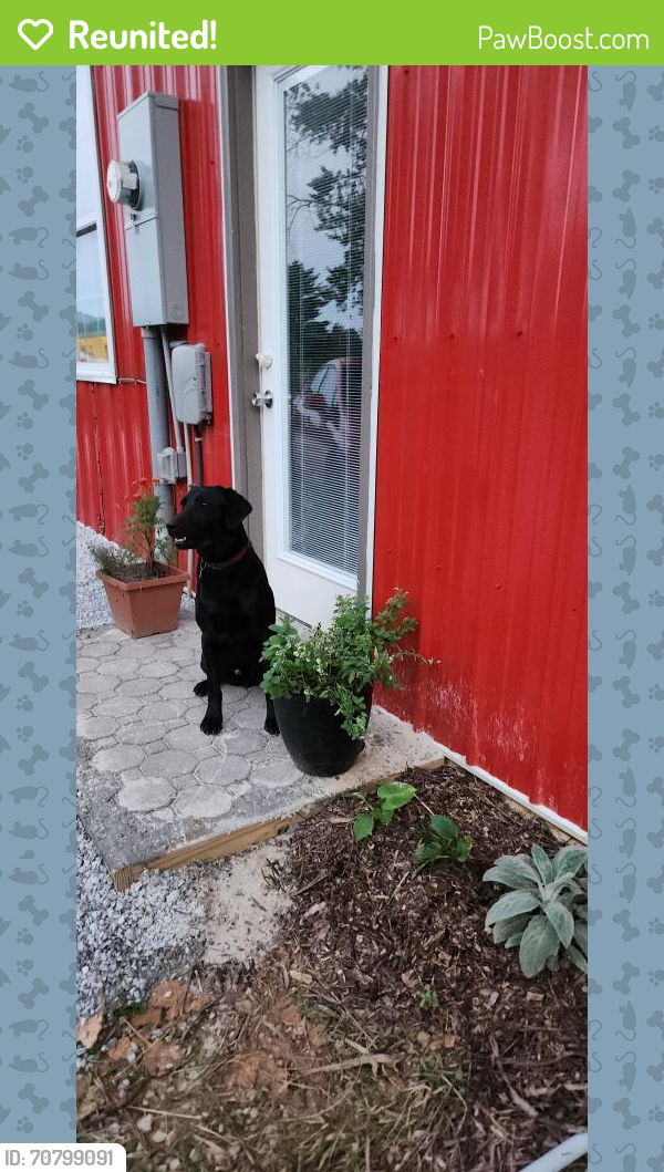 Reunited Male Dog in Bledsoe County, TN 37367 (ID: 70799091) | PawBoost