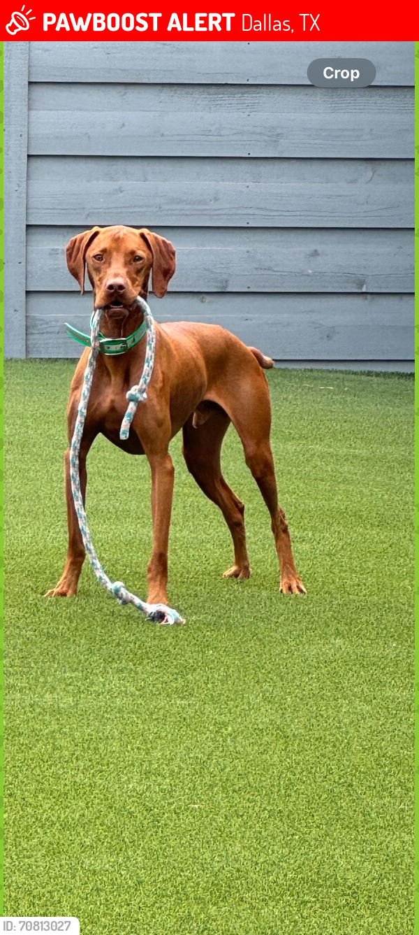 Dallas, TX Lost Male Dog, Scout Is Missing | PawBoost