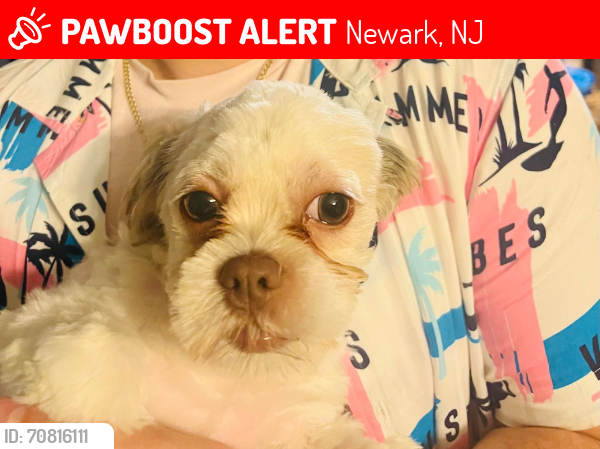 Newark, NJ Lost Female Dog, Mel Is Missing | PawBoost