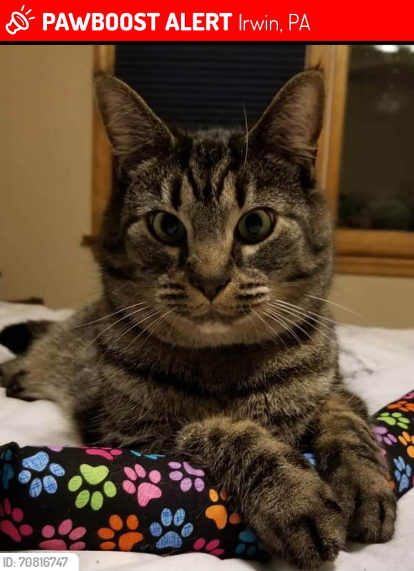 Irwin, PA Lost Male Cat, Luke Is Missing | PawBoost