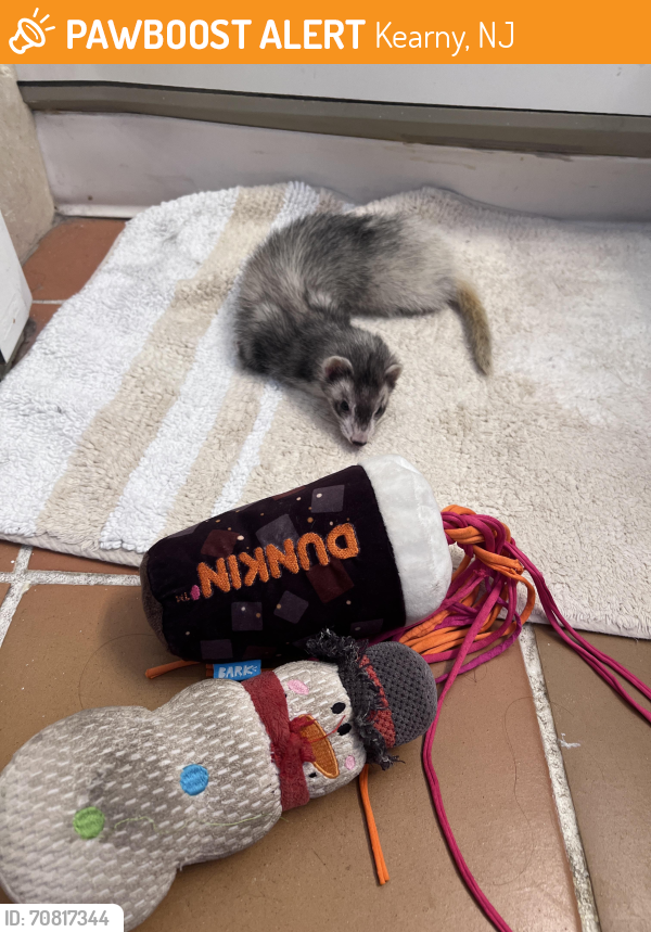 Kearny, NJ Stray Female Ferret Found Near Devon ter and hoyt | PawBoost