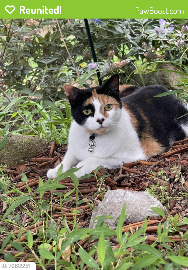 Reunited Female Cat in Randolph, NJ 07869 (ID: 70812251) | PawBoost