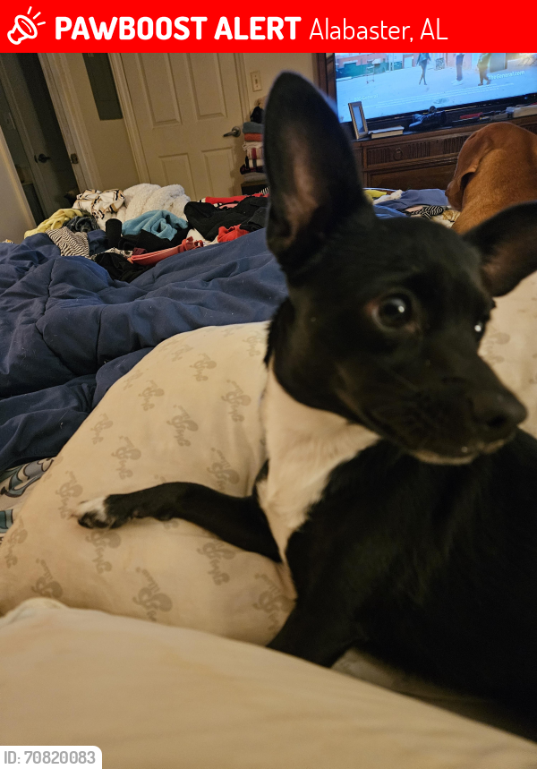 Alabaster, AL Lost Female Dog, Midnight Is Missing | PawBoost